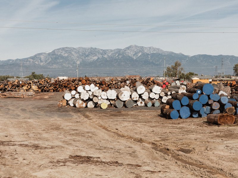 Bob Taylor on urban tonewoods and sustainability